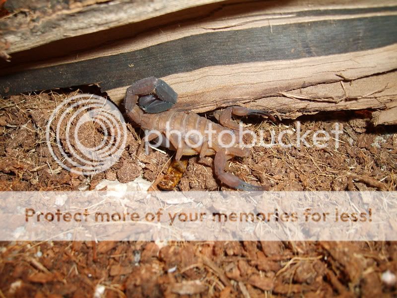 T. magnimanus, T.stigmurus pictures | Arachnoboards