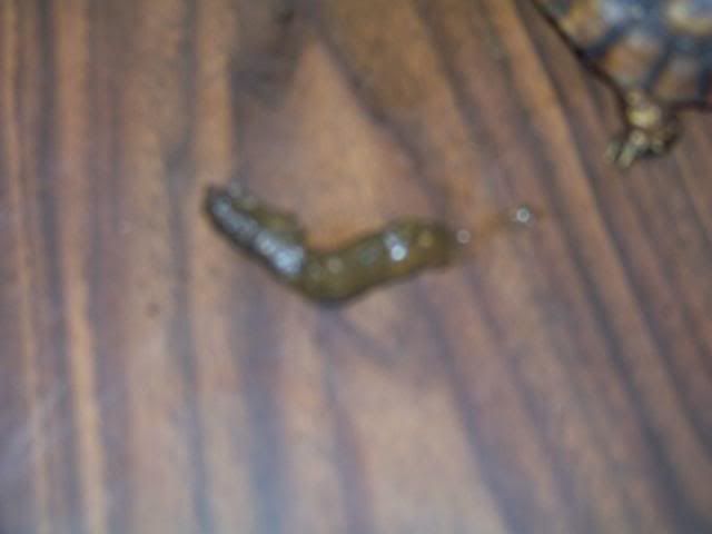 Watery stool...normal? - Ground Pounders - Turtle Forum