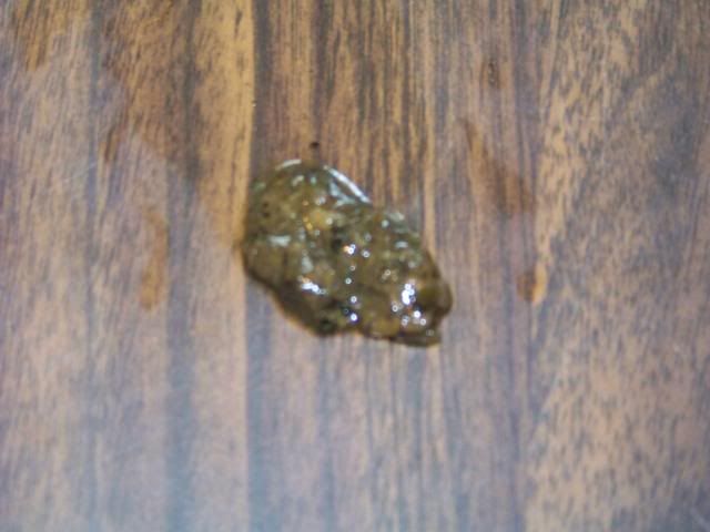 Watery stool...normal? - Ground Pounders - Turtle Forum