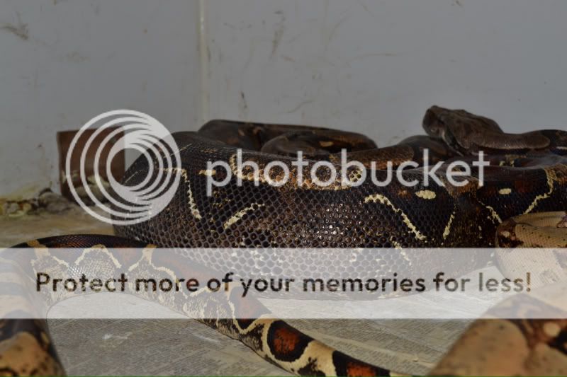 Is there a difference in BCI and BCC gestation length? - RedTailBoas ...