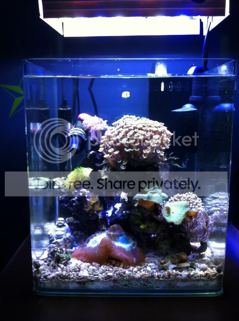 Eheim aquastyle 9gal setup | Page 2
