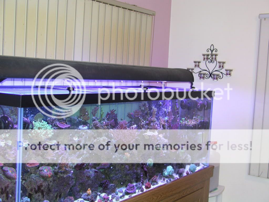 diy screen covers | Reef2Reef