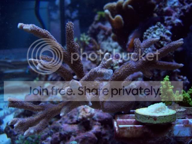 FS: ORA German Blue Polyp Digi & Green Slimer | Reef2Reef