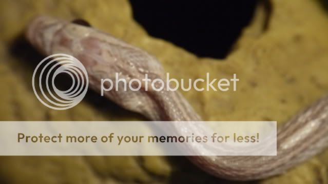 Help with severly underweight rescued snake - Reptile Forums