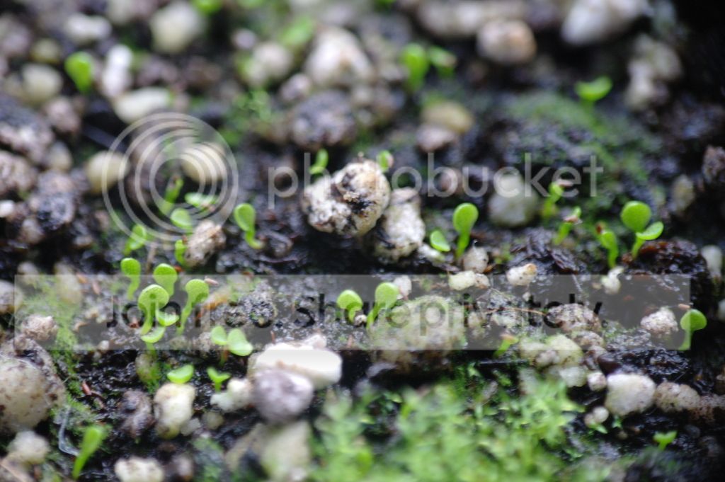 ping seed germination - Pinguicula - Carnivorous Plants UK