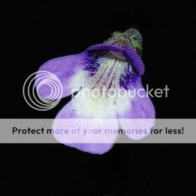 more ping pictures - Pinguicula - Carnivorous Plants UK