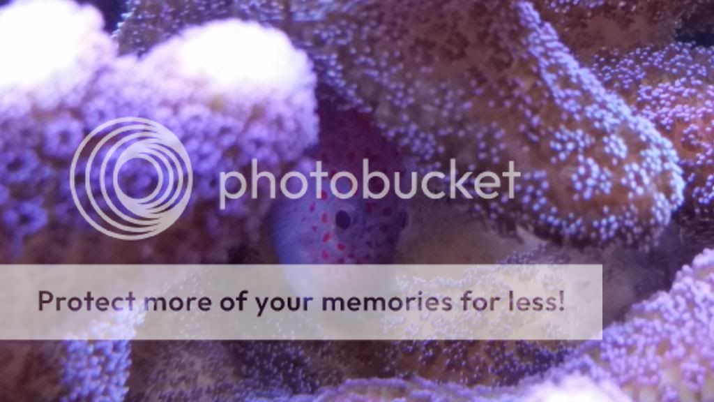 Fancy Gumdrop Coral Croucher | Reef2Reef