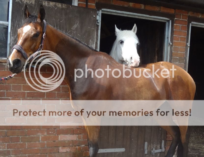 Sybil and Jack pony pic's | The Horse Forum