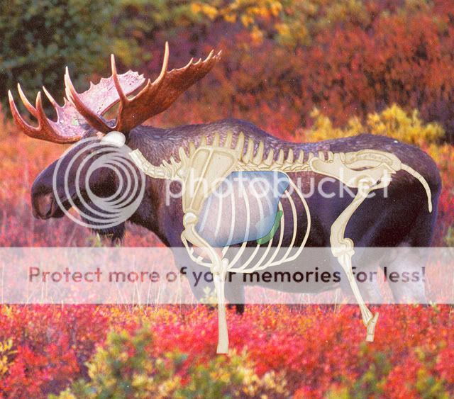 Mon Panache - La chasse aux gros gibiers du Québec | Forum