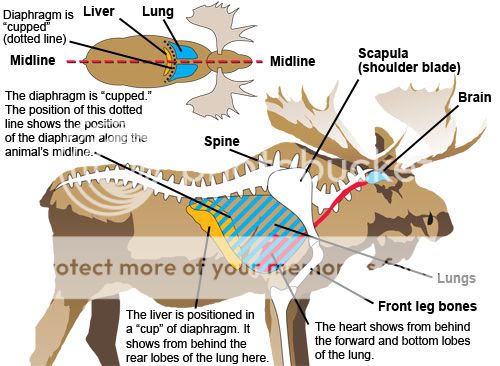 Mon Panache - La chasse aux gros gibiers du Québec | Forum