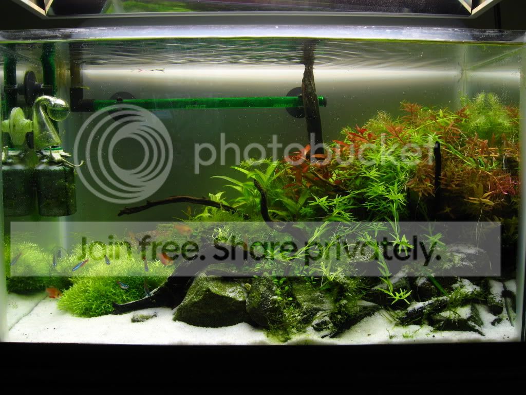 Triangular 10 Aquascape | Aquatic Plant Forum
